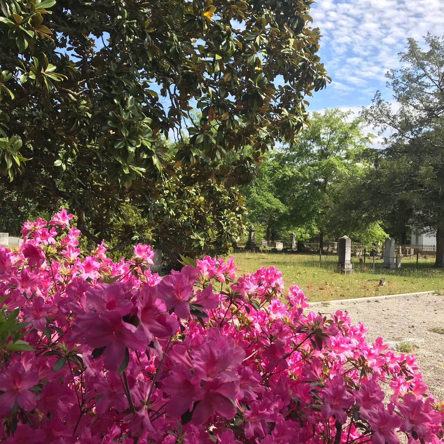 The Beauty of Formosa Azaleas – The Edgefield Advertiser